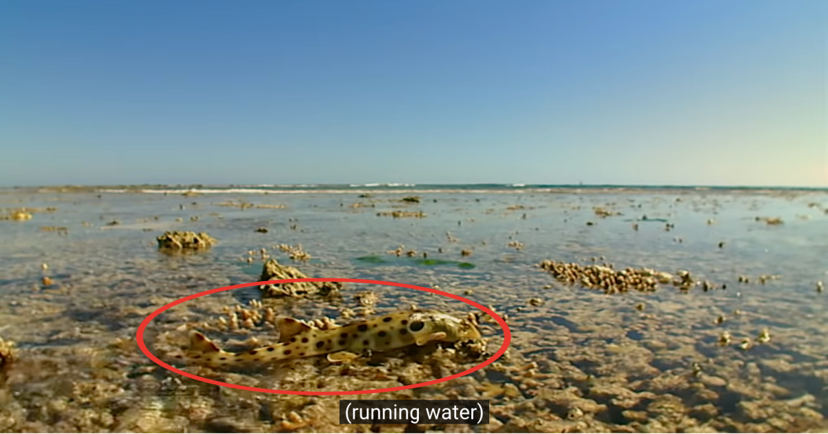 This Shark Is One Of A Few Species That Can "Walk" On Land