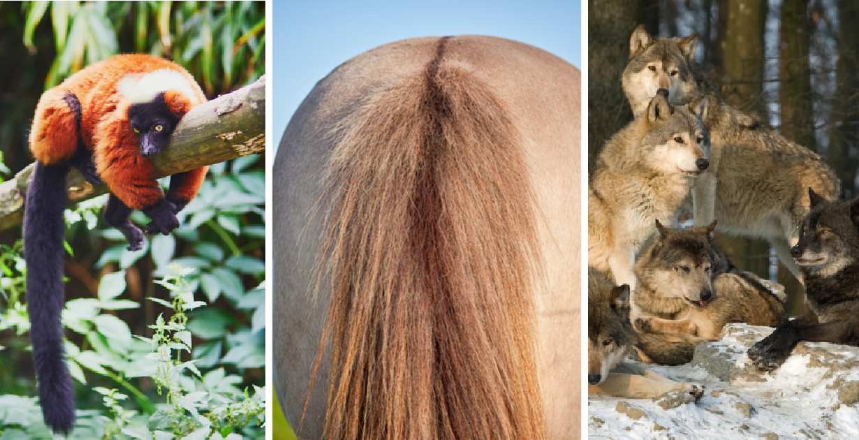 Why Biologists Think Animals Have Tails